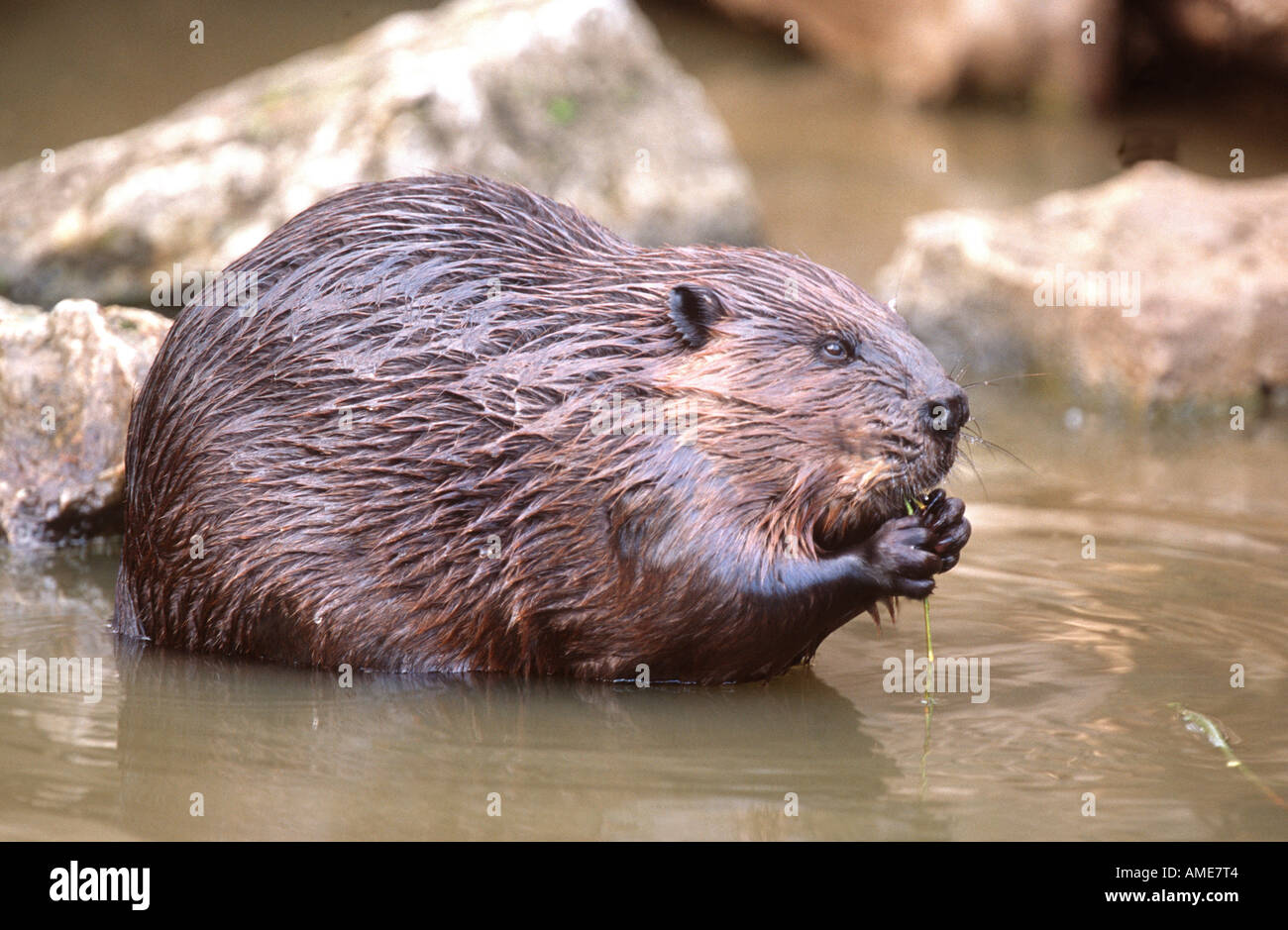 Eurasian beaver, European beaver (Castor fiber), portrait of a feeding ...