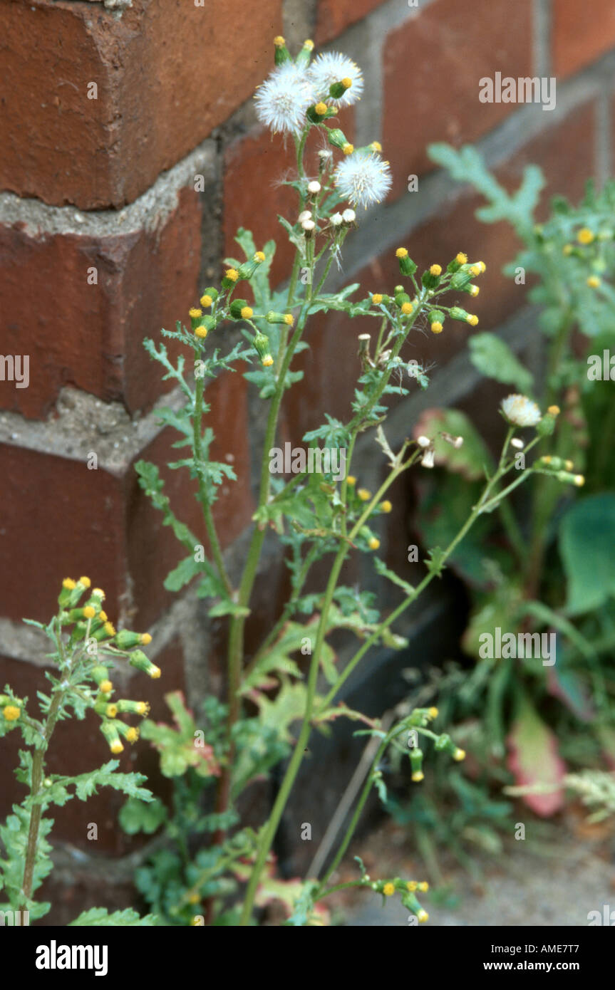 Common groundsel seed heads hi-res stock photography and images - Alamy