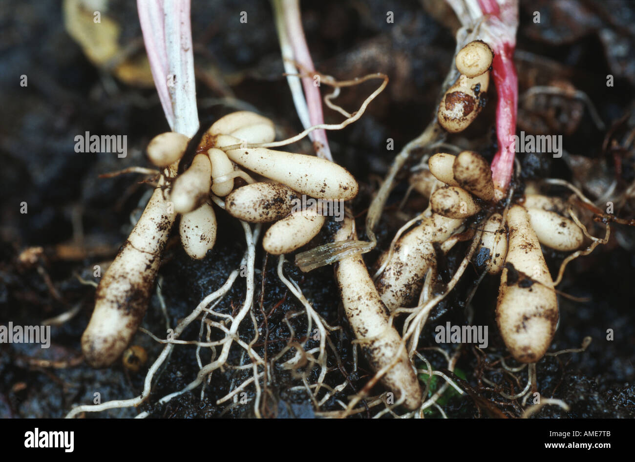 lesser celandine, fig-root butter-cup (Ranunculus ficaria, Ficaria ...