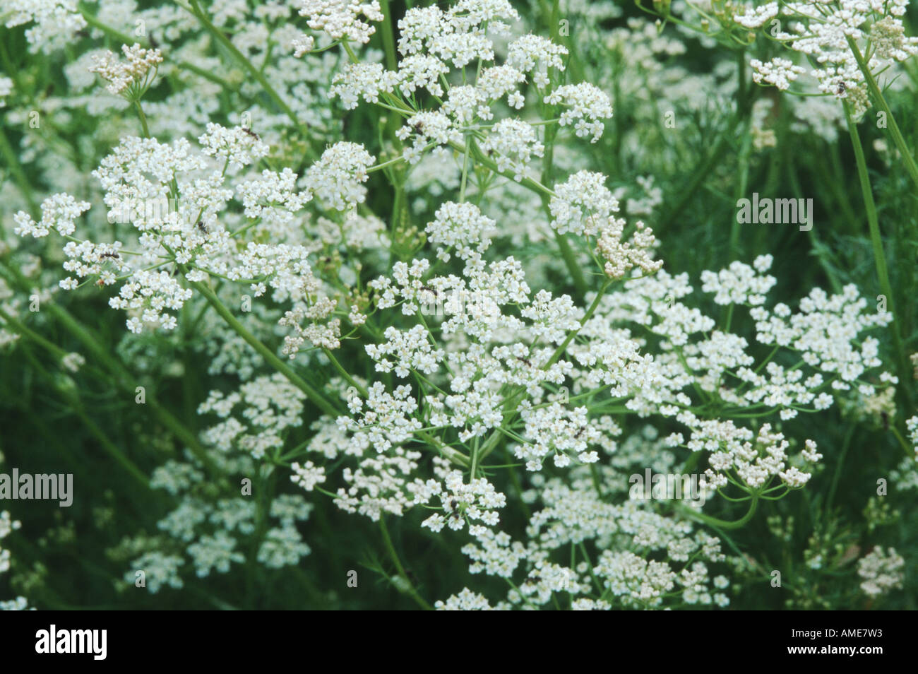 Carum carvi blossom hi-res stock photography and images - Alamy
