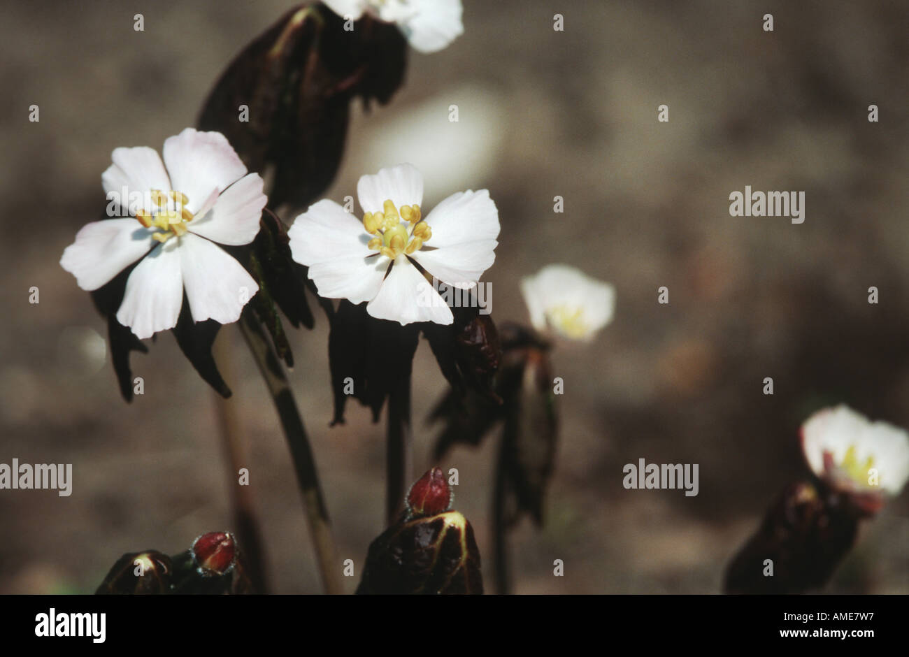 Himalayan Mayapple (Podophyllum hexandrum), flowers Stock Photo - Alamy