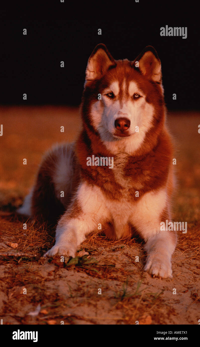Portrait of Husky Outdoors Stock Photo - Alamy