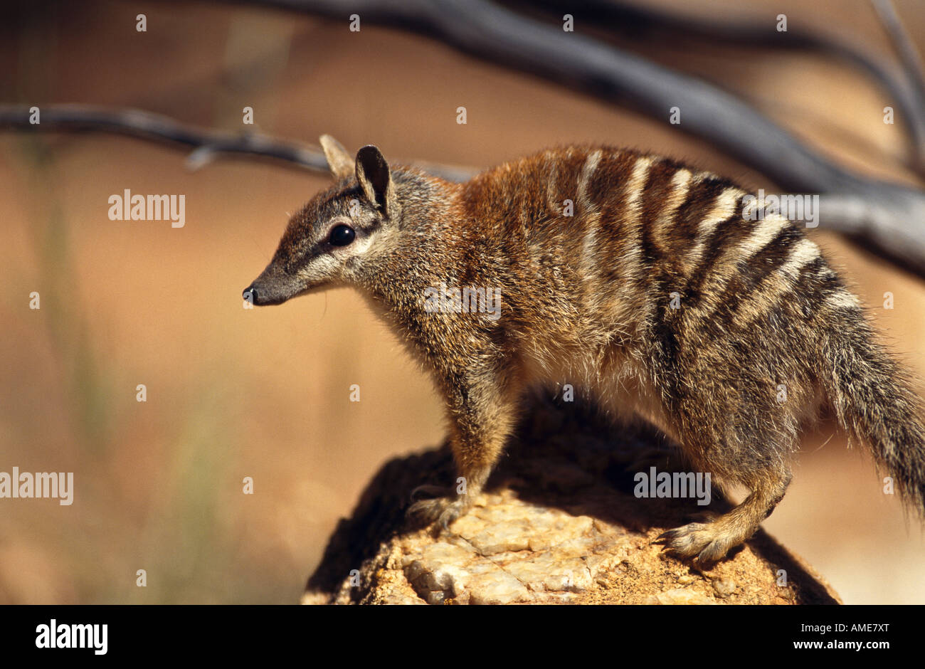 Numbat face hi-res stock photography and images - Alamy