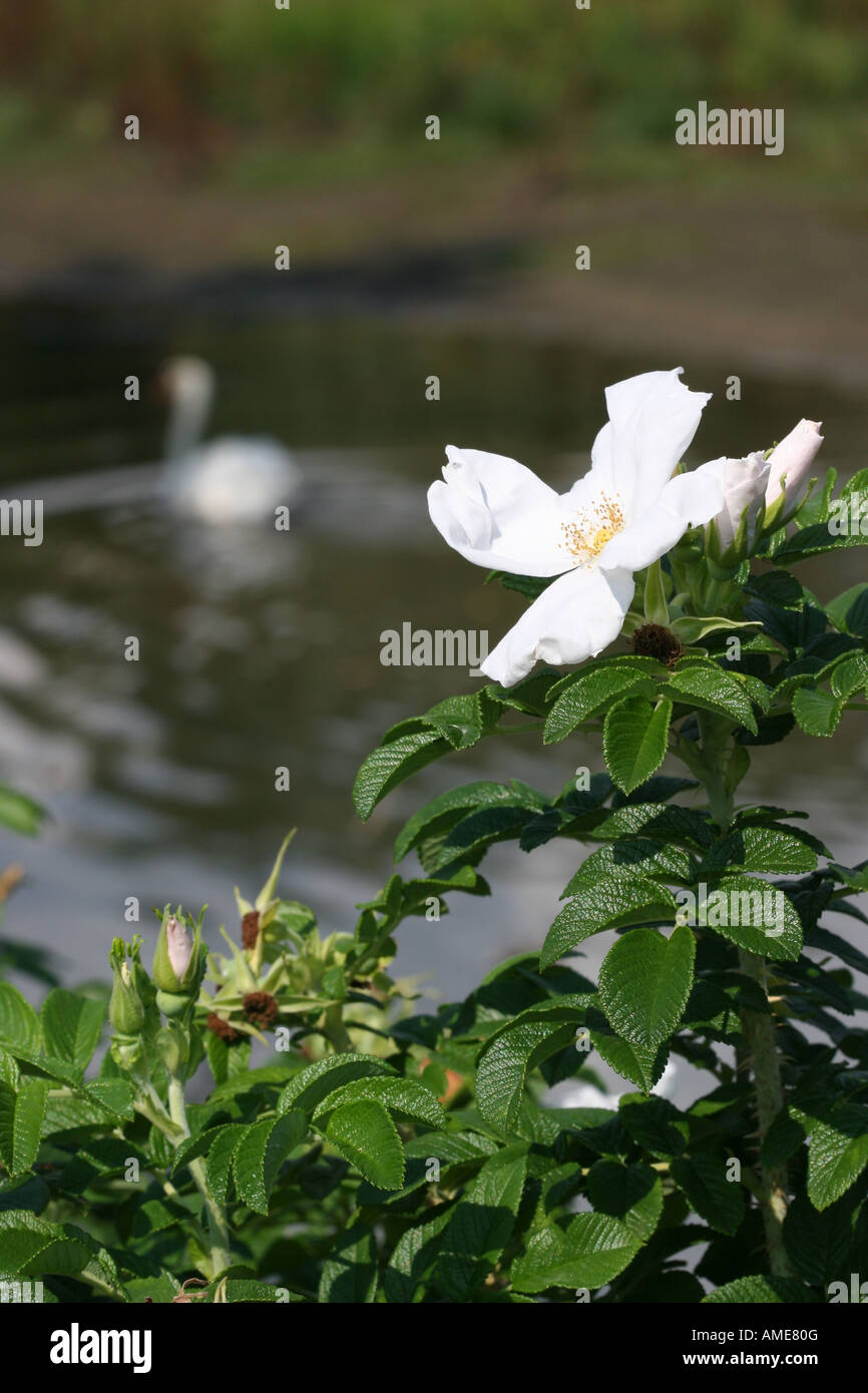 Single white wild rose flower with white swan bird on surface water ...