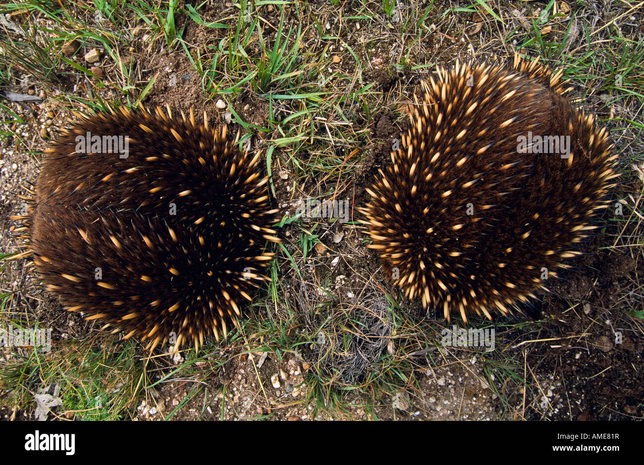 Australian monotremes hi-res stock photography and images - Alamy
