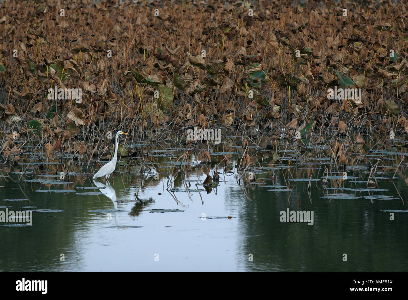 Swamp hi res hi-res stock photography and images - Alamy