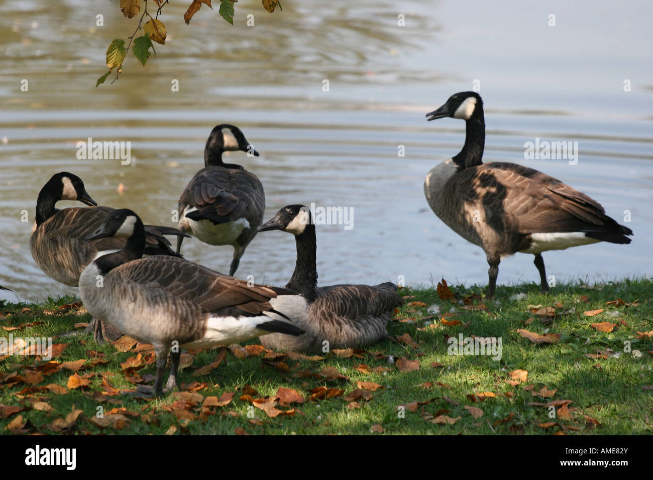 The flock of Juvenile Canada geese walking by pond in the public park ...