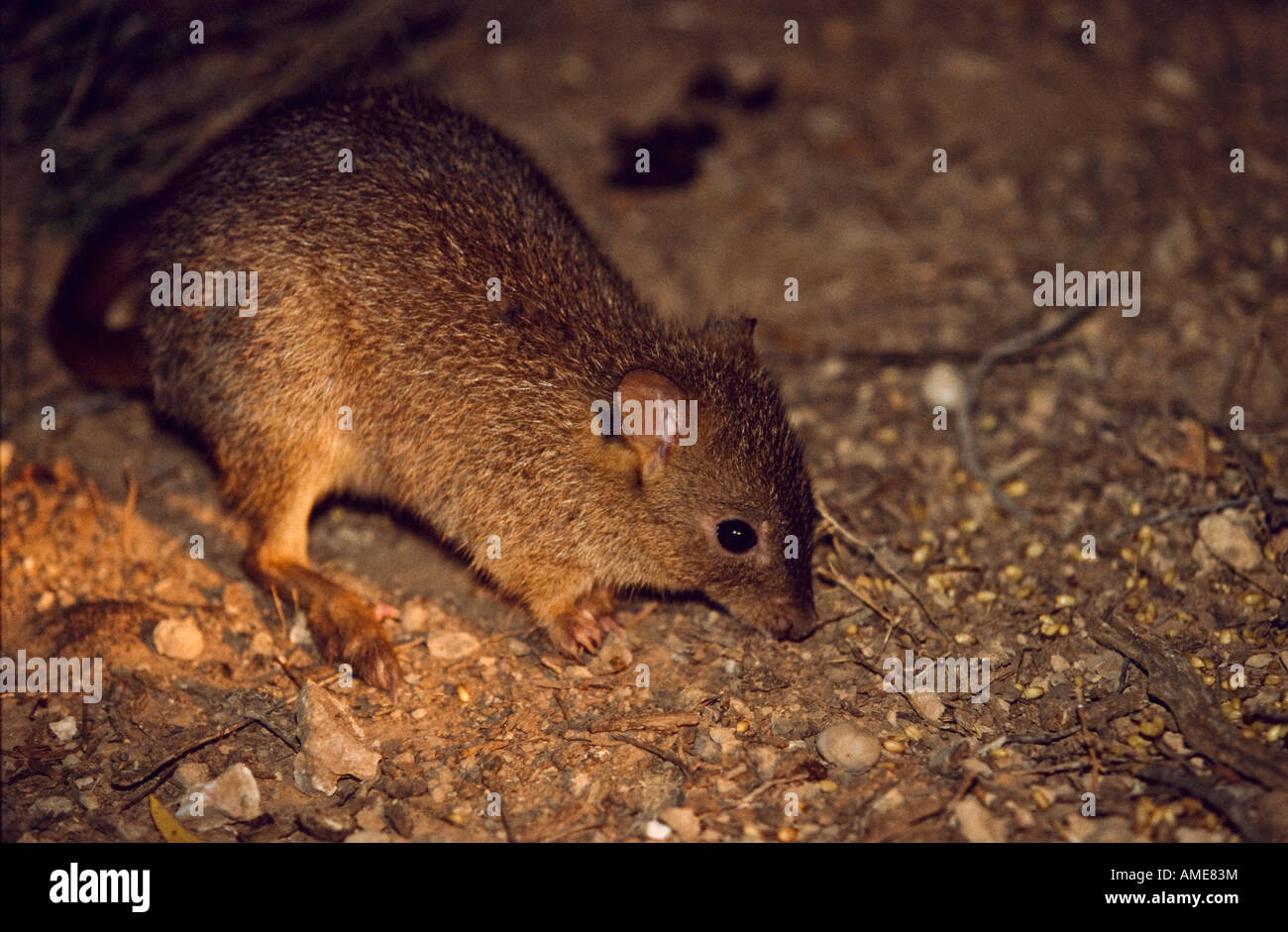 Woylie profile hi-res stock photography and images - Alamy