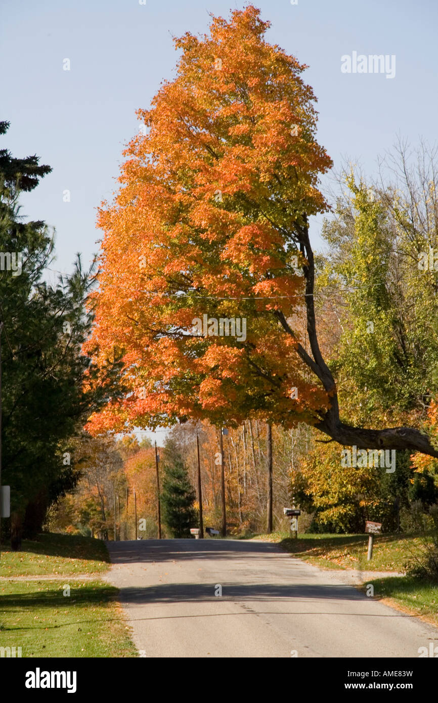 Large overhanging tree hi-res stock photography and images - Alamy
