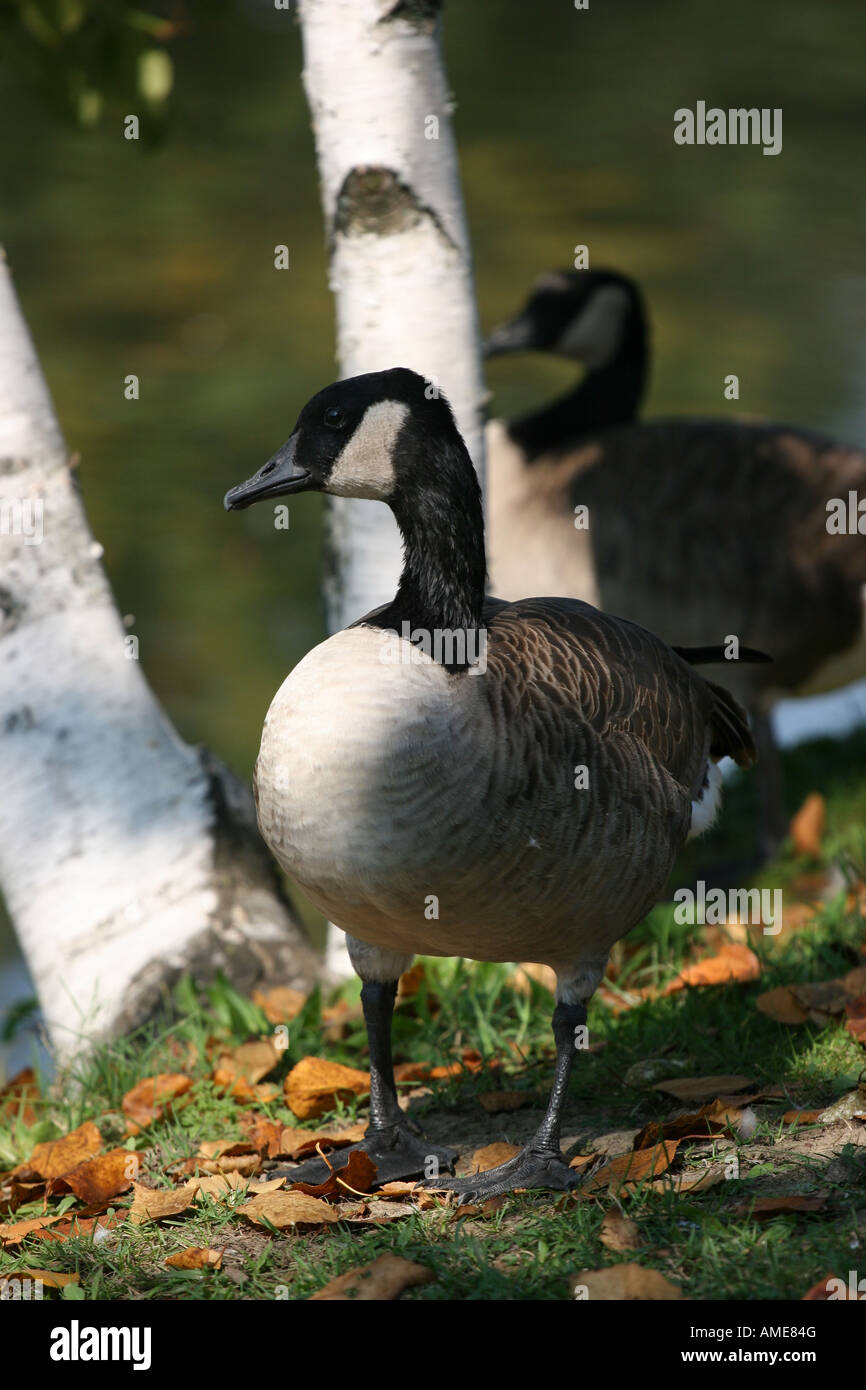 Two Juvenile Canada geese walking by pond in the public park Ohio USA ...