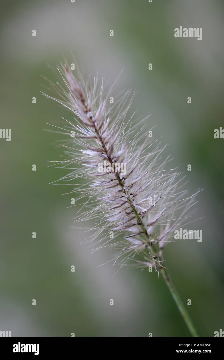 Single grass closeup from above overhead top view blur blurry blurred ...
