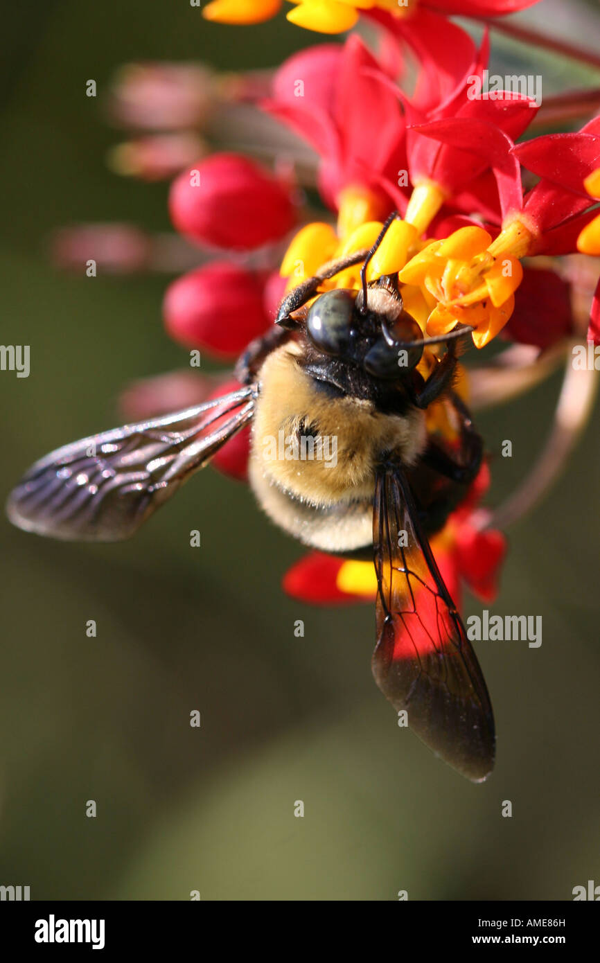 Closeup of Bumble bee insect on orange flower from above blurred blurry ...