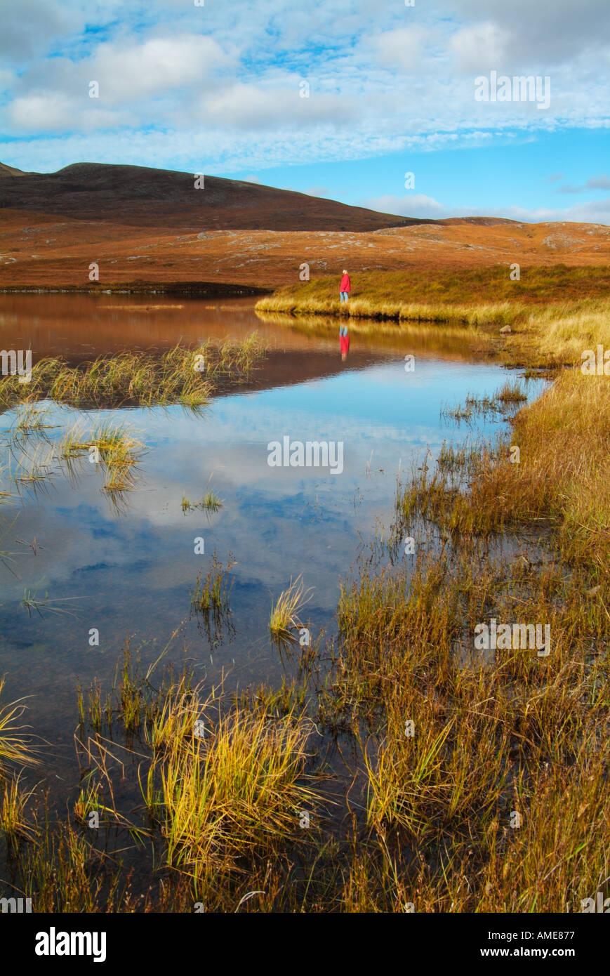 Reeds on small lochan an ais Sutherland Wester Ross NW Scotland UK ...