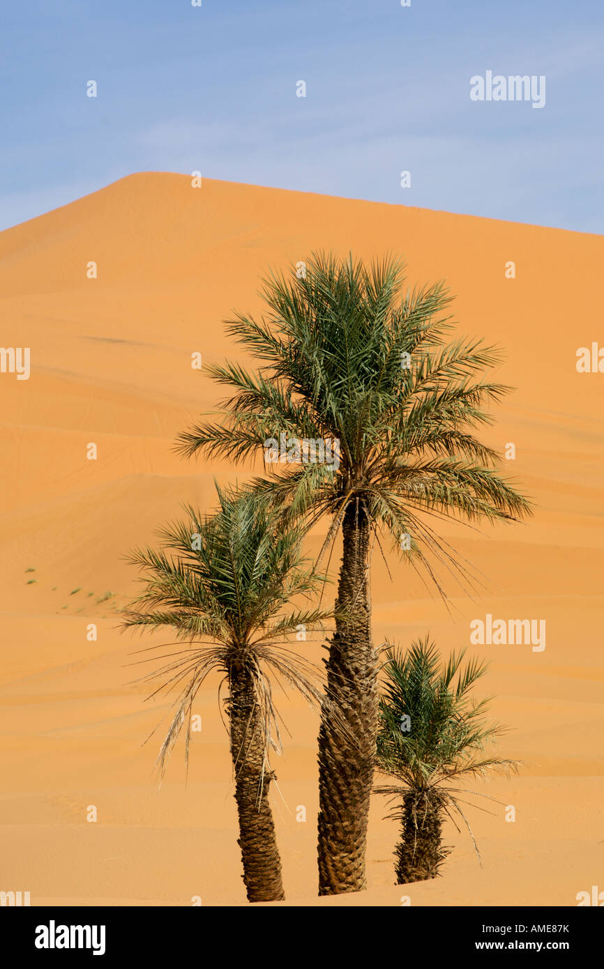 Do Palm Trees Grow On Sand