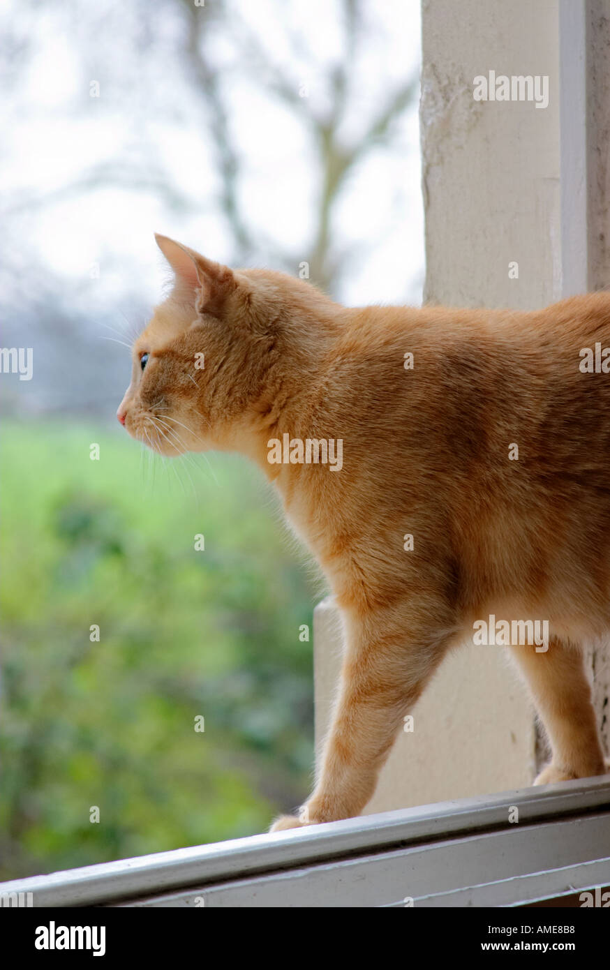 My curious cat looking out of window feline pet Stock Photo - Alamy