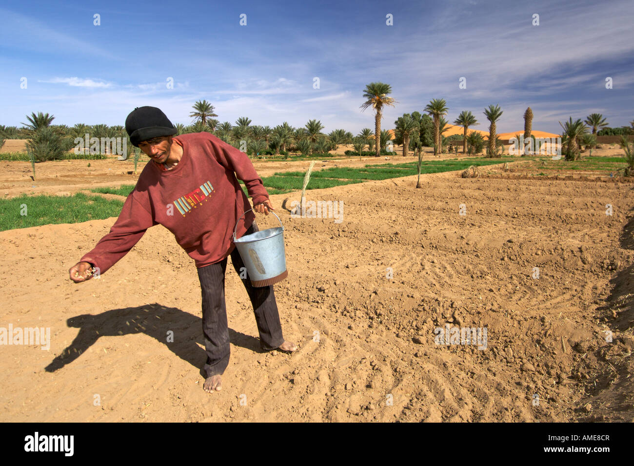 A berber man sowing seeds from a bucket in the plantations of the ...