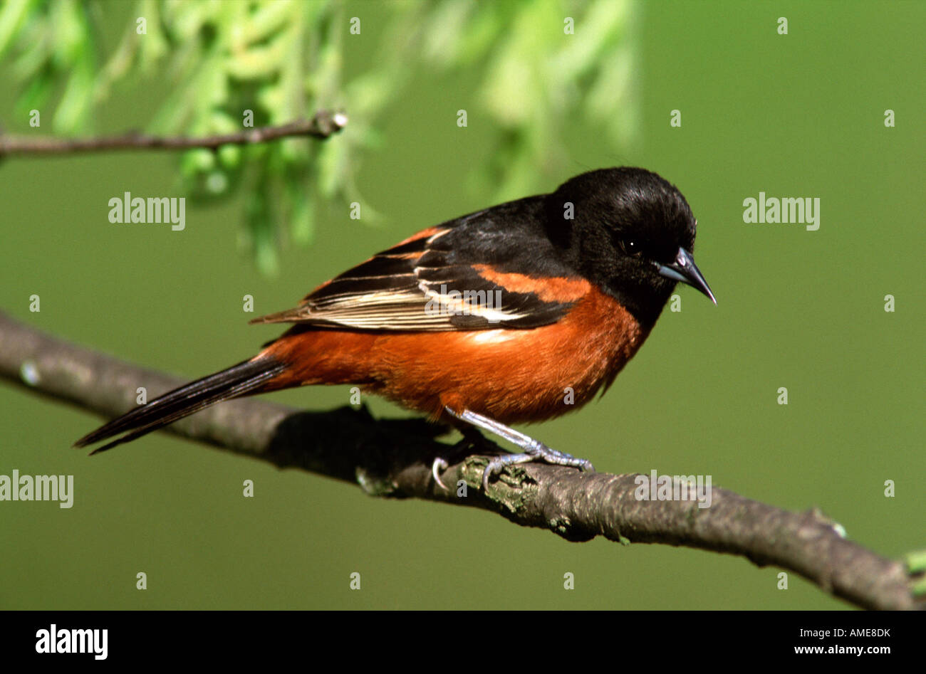 Orchard Oriole in Oak Tree Stock Photo - Alamy