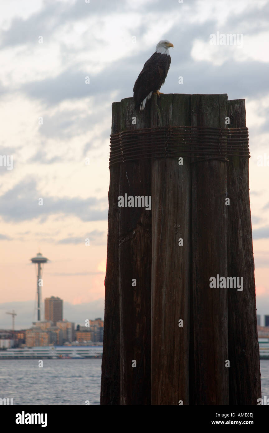 Bald Eagle in front of the Space Needle at sunset in Seattle, WA, USA ...