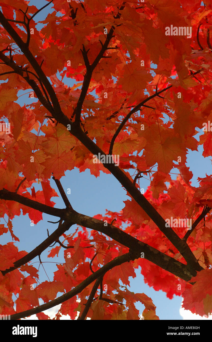 Red and orange autumn leaves against a fall blue sky Stock Photo - Alamy