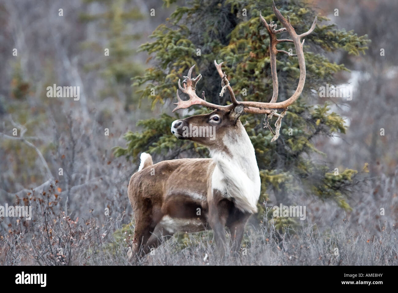 A Caribou losing the last of the felt from its antlers in the Brooks ...