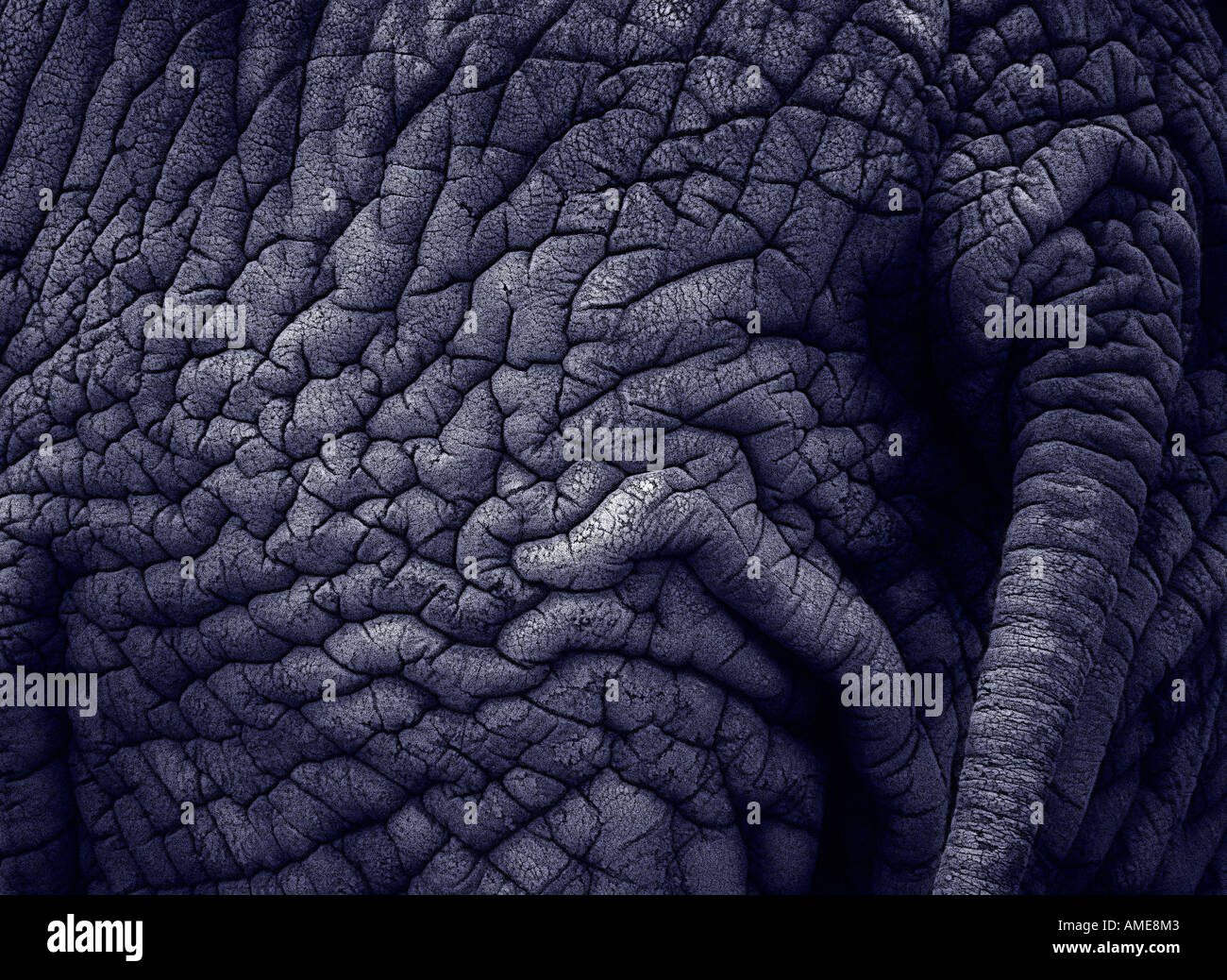 African elephant skin detail and tail hi-res stock photography and ...