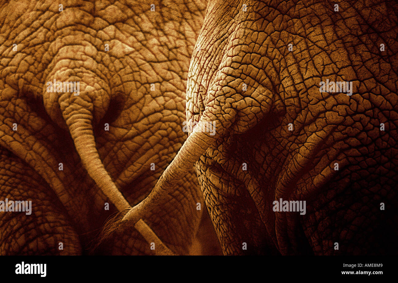 Elephant tail closeup hi-res stock photography and images - Alamy