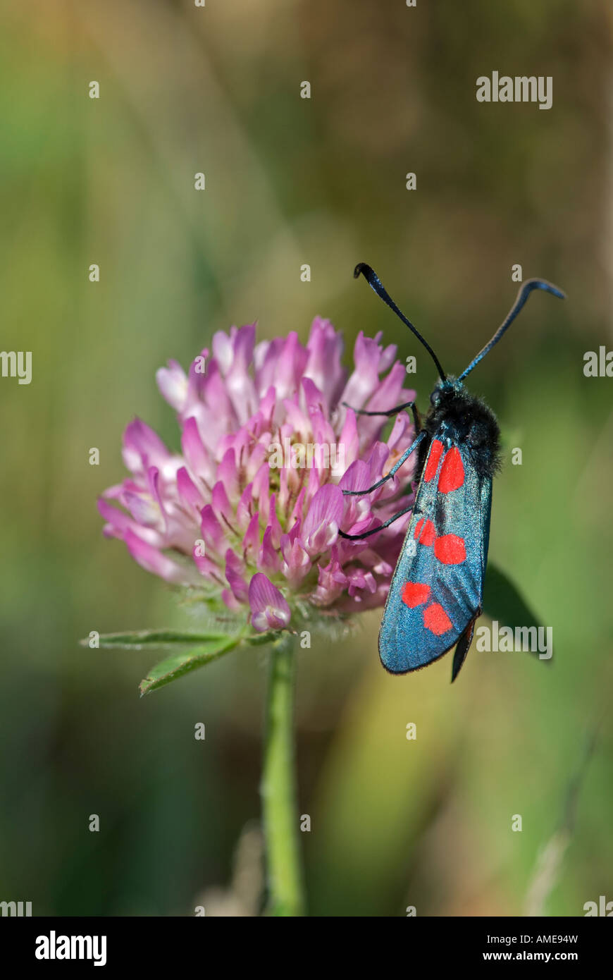 Black spot moth hi-res stock photography and images - Alamy