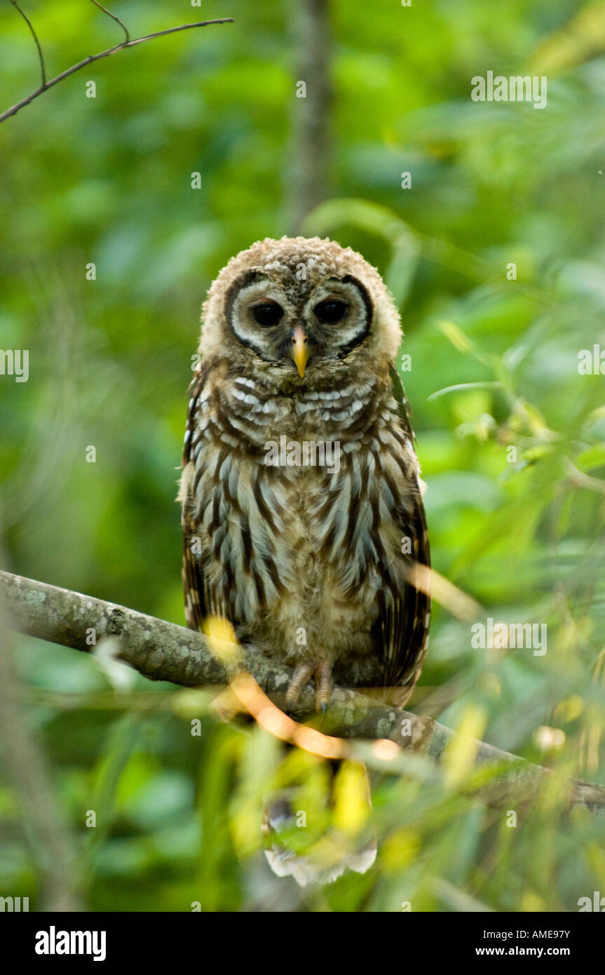 Barred owl hi-res stock photography and images - Alamy