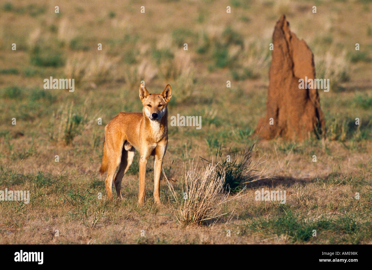 Wild dingo, Australia Stock Photo - Alamy