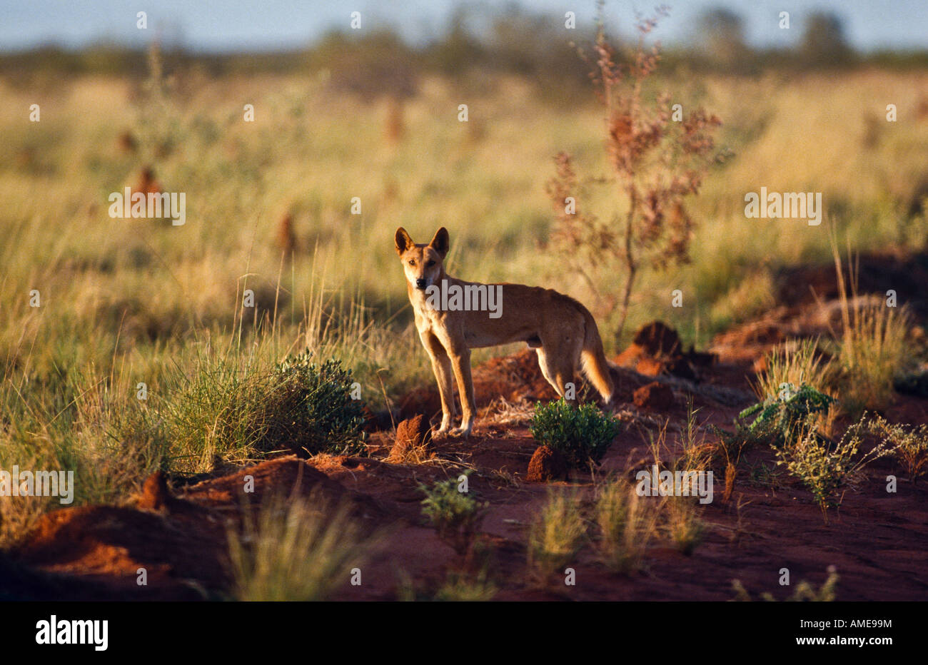 Dingo portrait outback australia hi-res stock photography and images ...