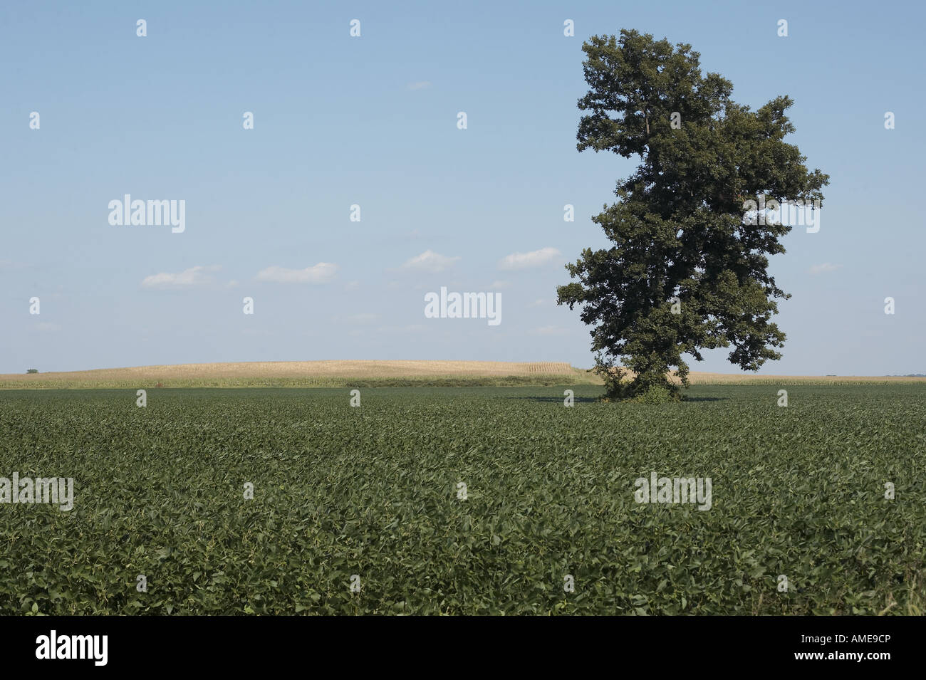 Godzilla road hi-res stock photography and images - Alamy