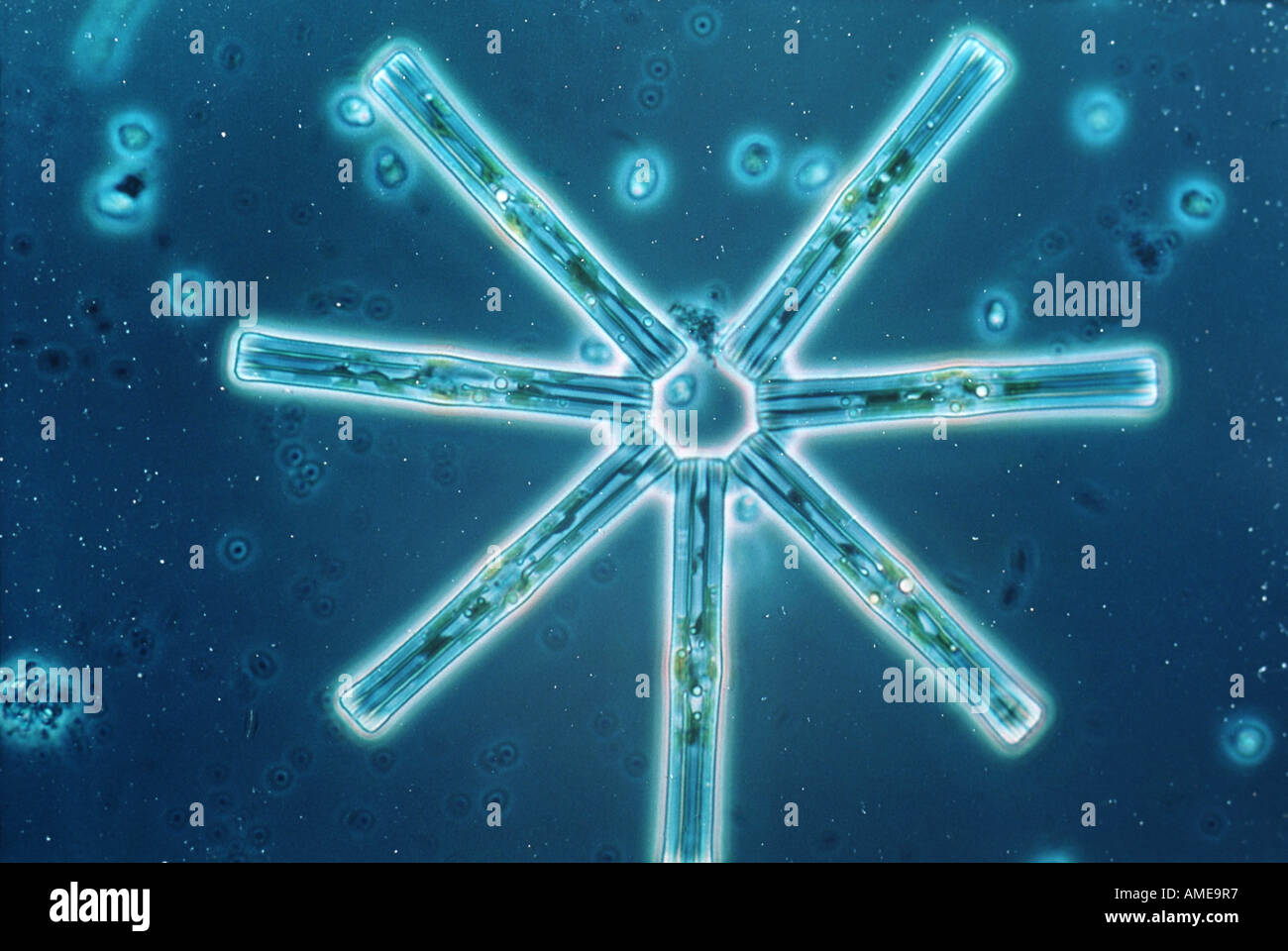 Tabellaria fenestrata (Tabellaria fenestrata Stock Photo - Alamy