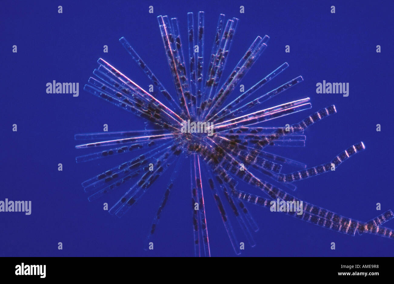 Synedra ulna (Synedra ulna Stock Photo - Alamy