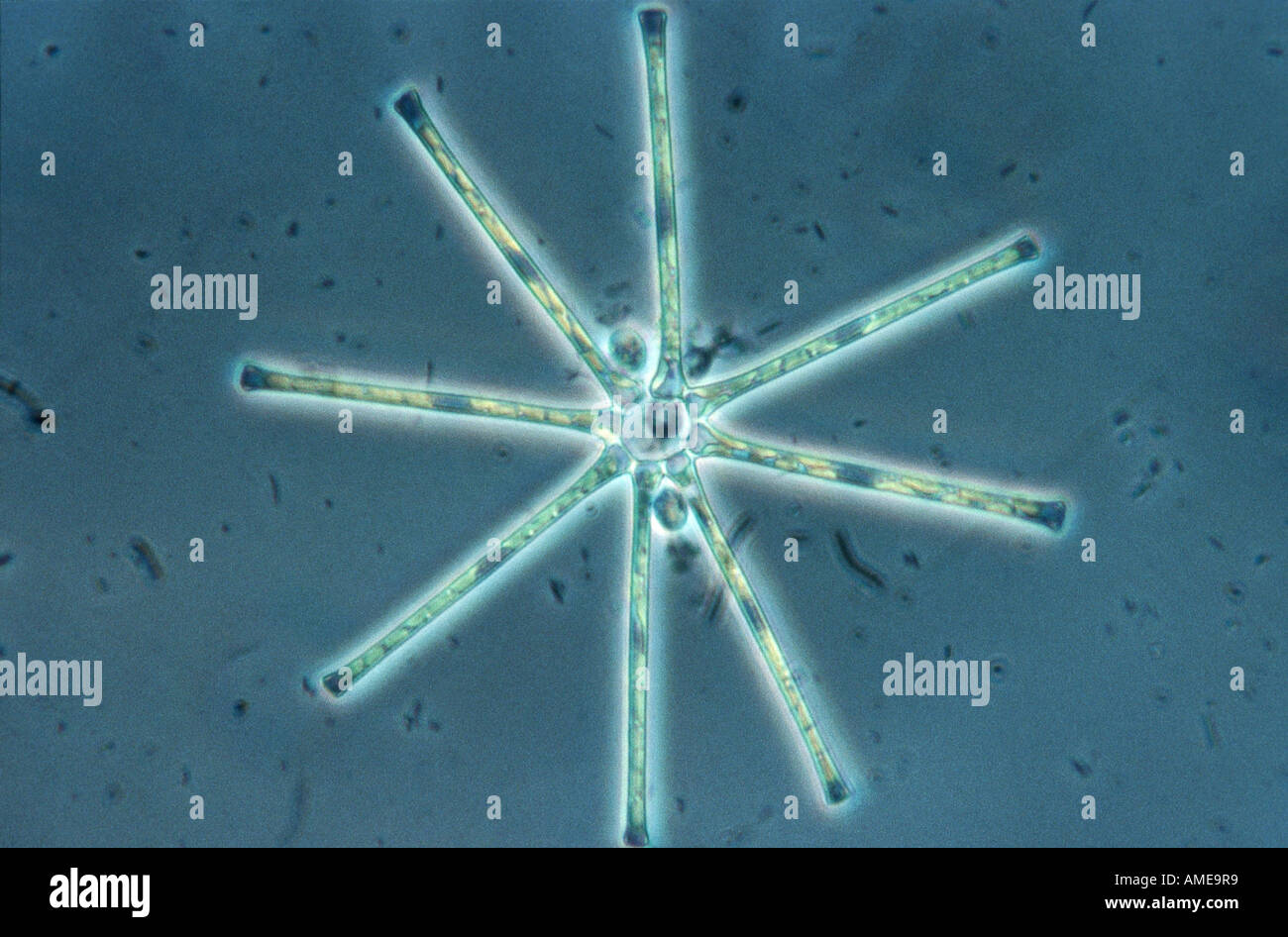 Asterionella hi-res stock photography and images - Alamy