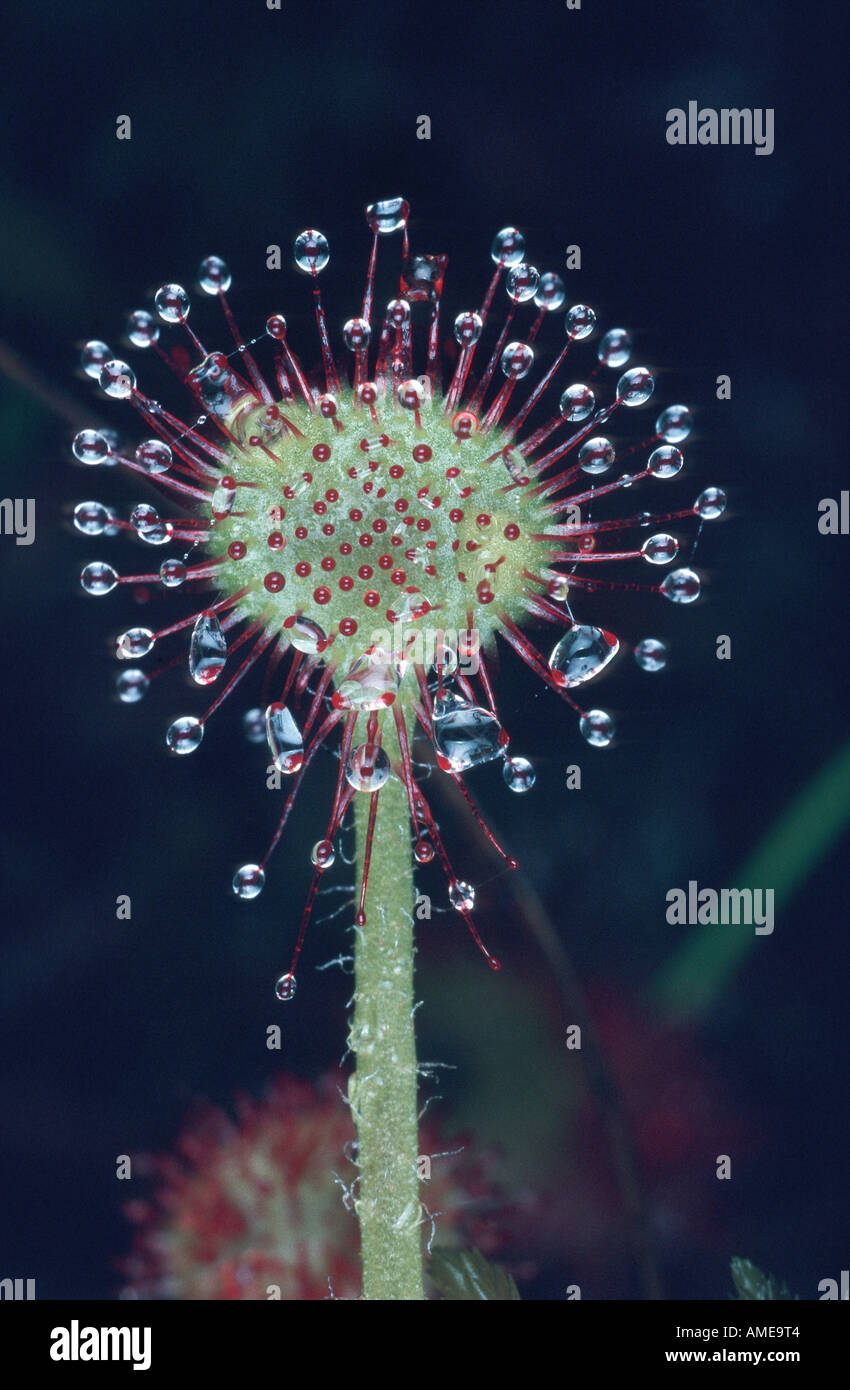 Roundleaf sundew drosera rotundifolia hi-res stock photography and ...