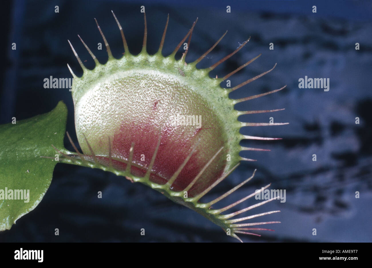 Venus flytrap (Dionaea muscipula), open trap Stock Photo - Alamy