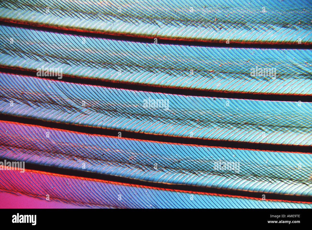 Microscopic feather hi-res stock photography and images - Alamy