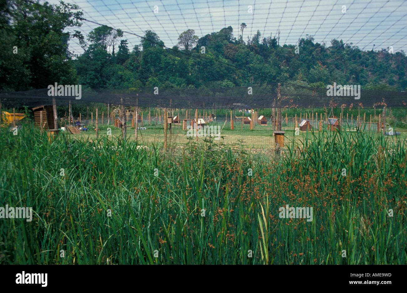 Reed beds wetlands hi-res stock photography and images - Alamy