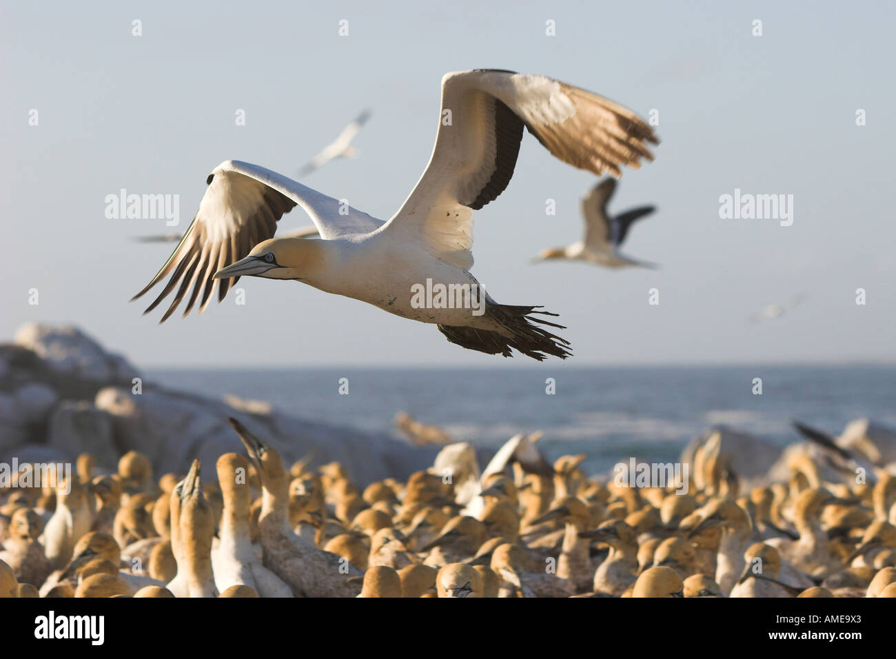 Cape gannet (Morus capensis), flying, South Africa Stock Photo - Alamy