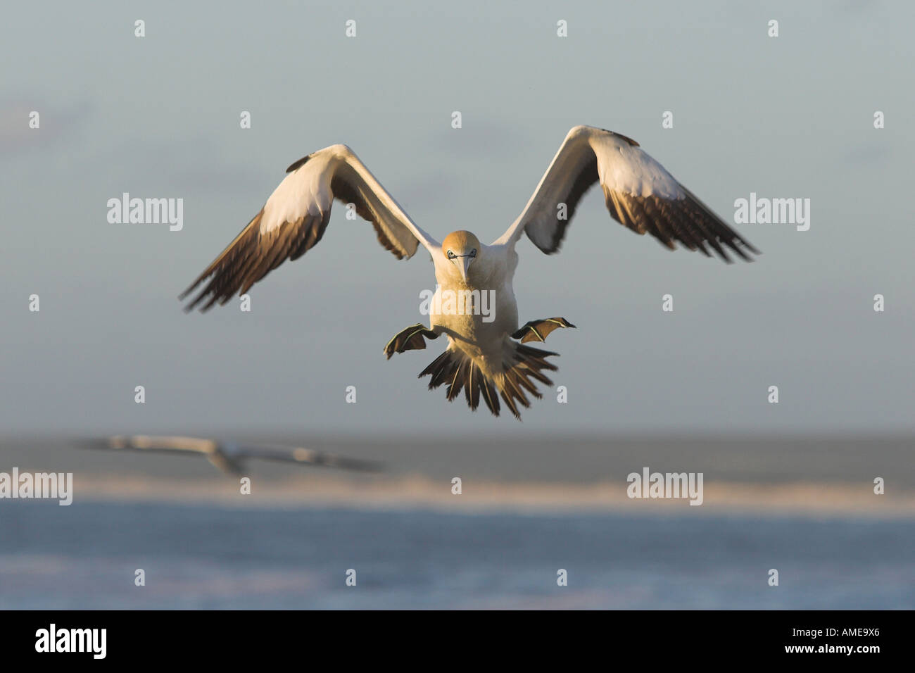 Cape gannet (Morus capensis), landing, South Africa Stock Photo - Alamy