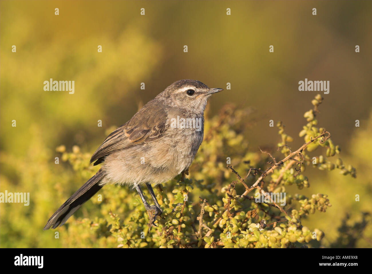 keroo scrub robin (Cercotrichas coryphaeus), portrait, South Africa ...