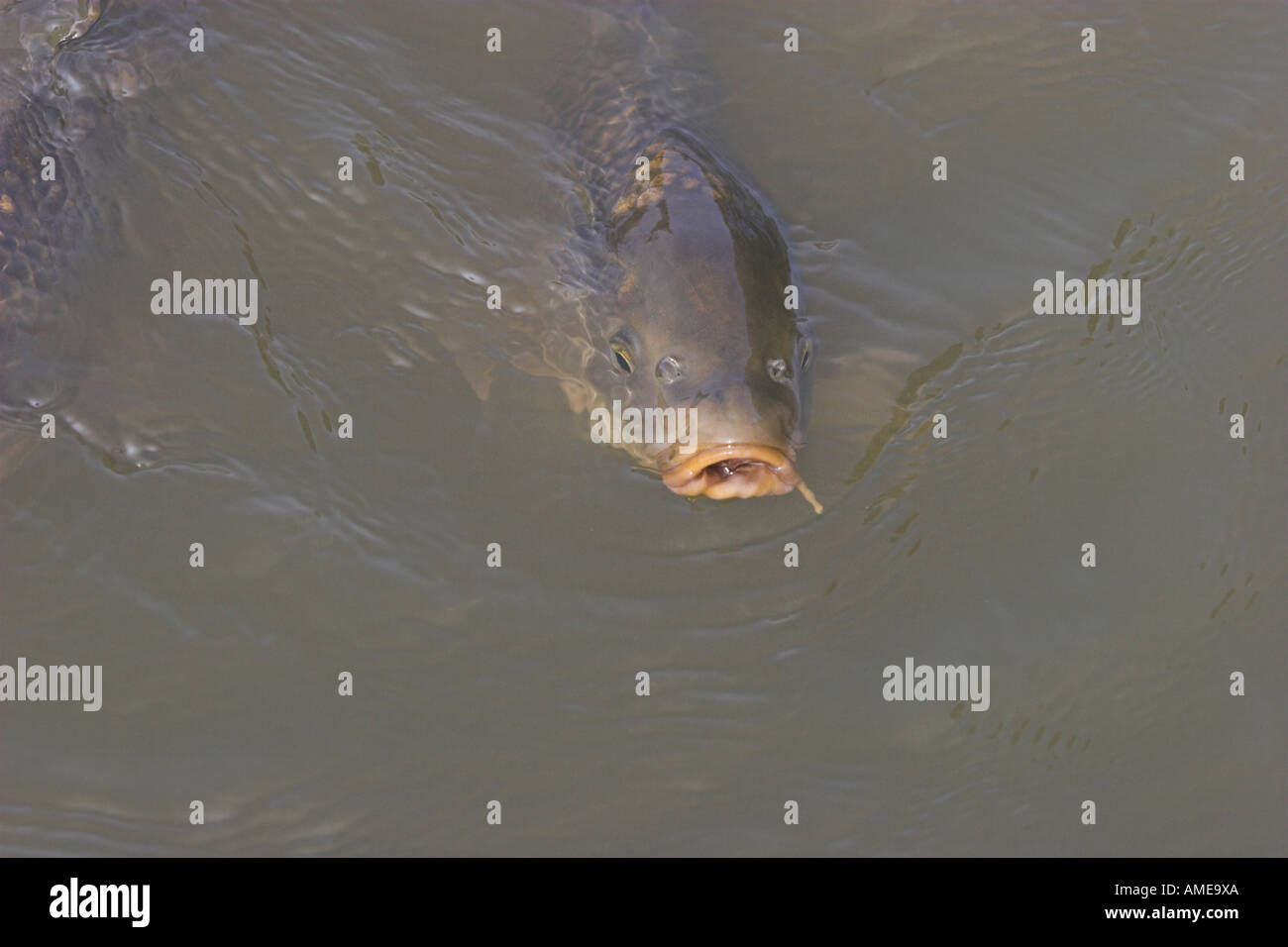 carp, common carp, European carp (Cyprinus carpio), on water surface ...