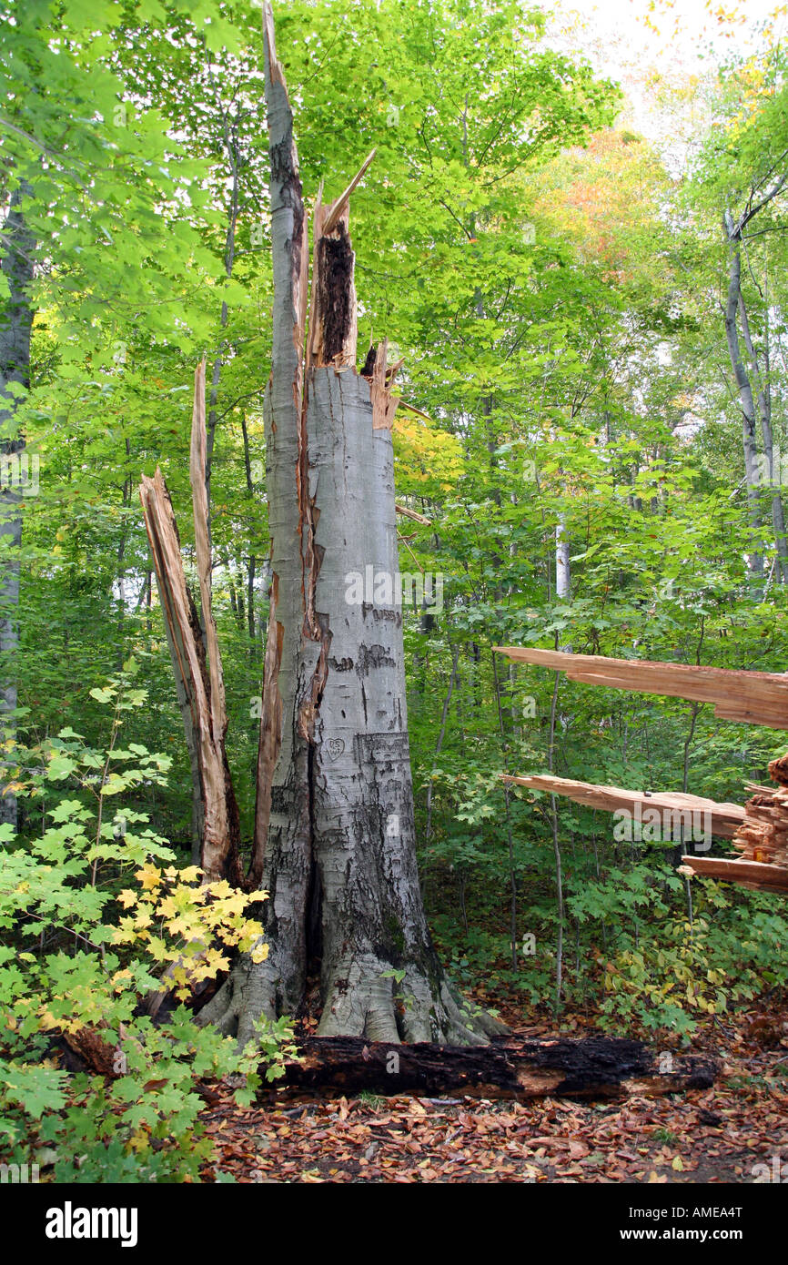 Large tree cracked near stump Stock Photo - Alamy