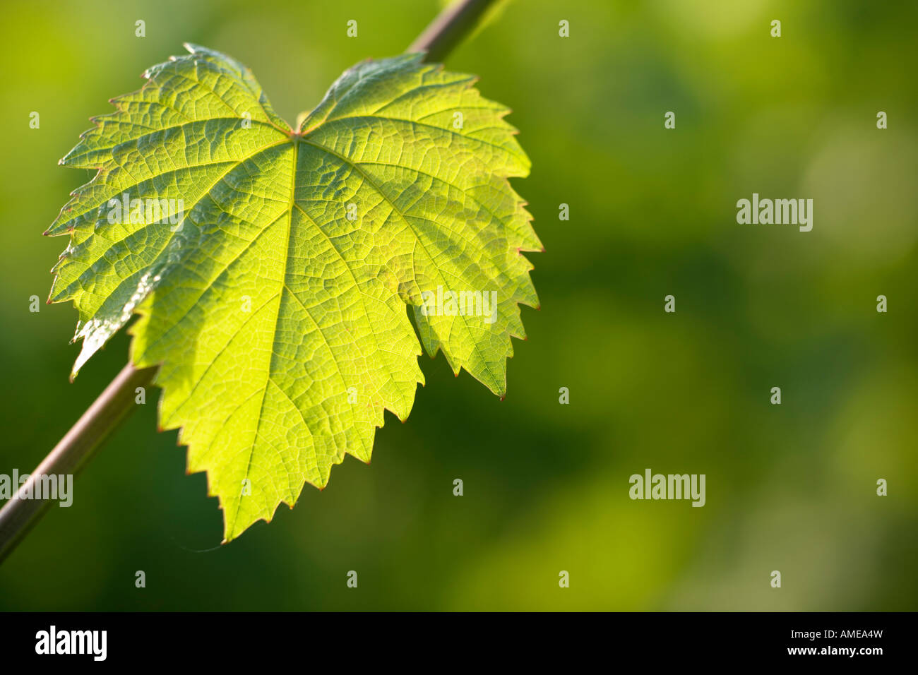 Grapevine leaf hi-res stock photography and images - Alamy