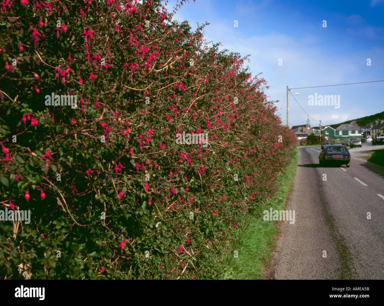 Fuchsia hedge hi-res stock photography and images - Alamy