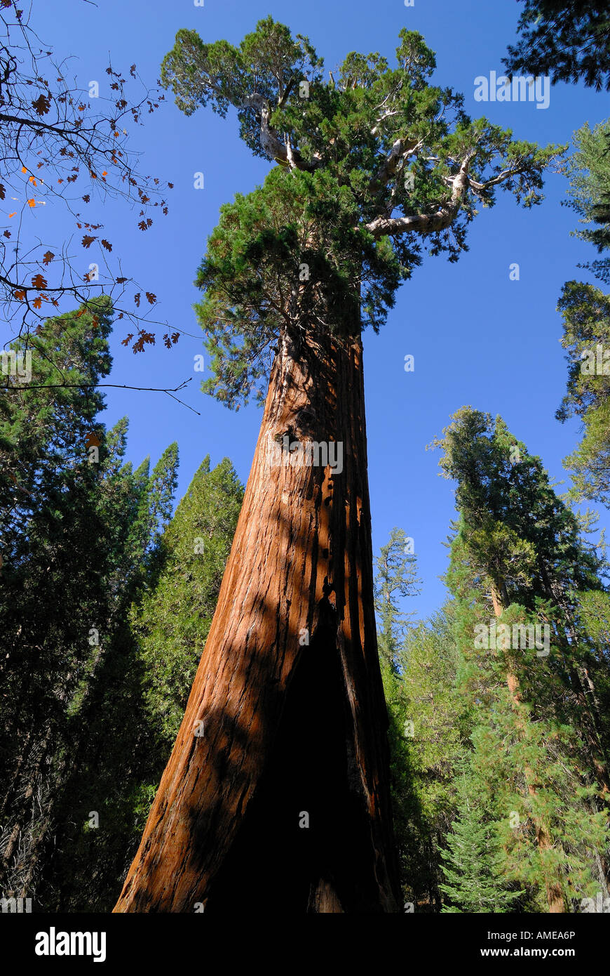 Sequoia National Park General Grant Tree Stock Photo - Alamy