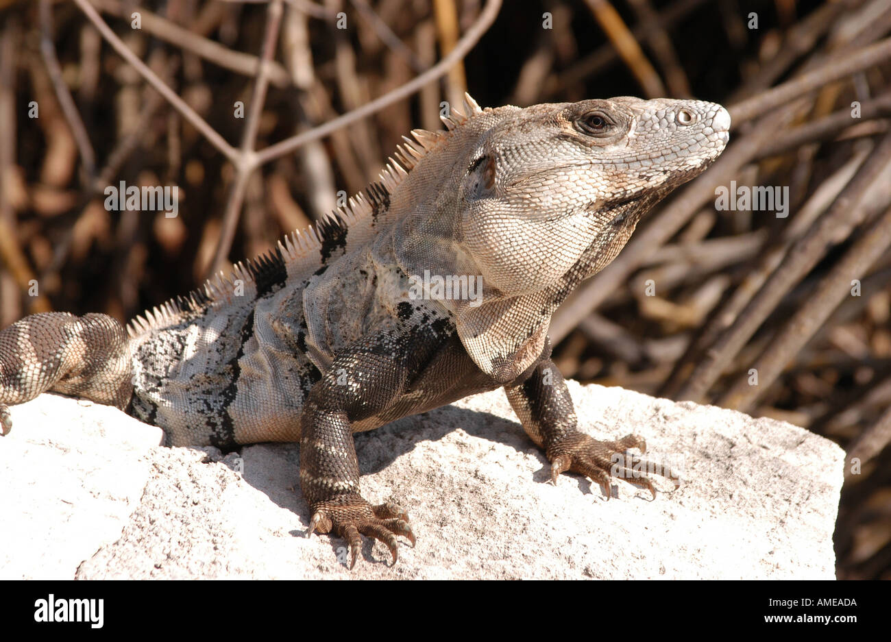 Mexico Mayan Riviera Stock Photo - Alamy