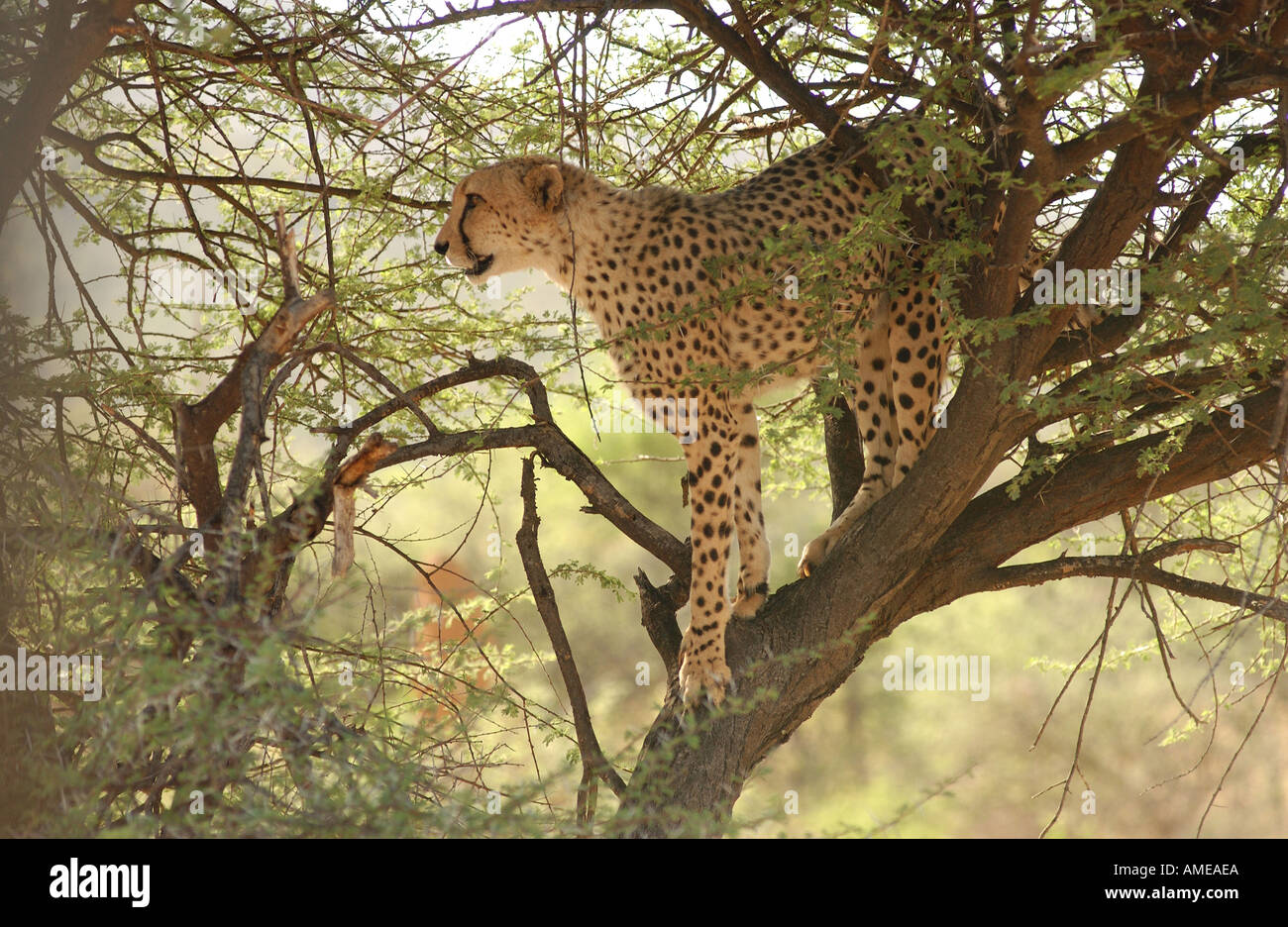 Cheetahs climbing hi-res stock photography and images - Alamy