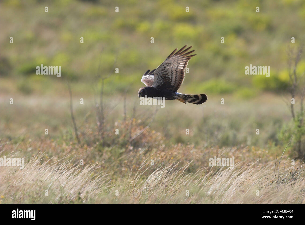 South african circus hi-res stock photography and images - Alamy