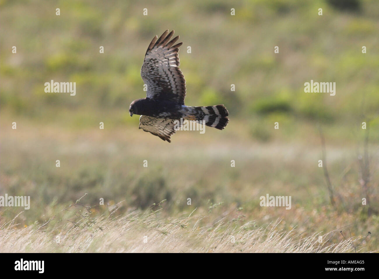 black harrier (Circus maurus), flying, South Africa, Bontebok NP Stock ...